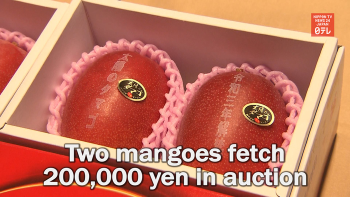 Two mangoes fetch 200,000 yen in season's first auction | Nippon TV ...