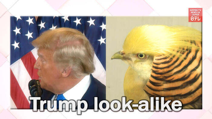 Bird that looks like Donald Trump | Nippon TV NEWS 24 JAPAN