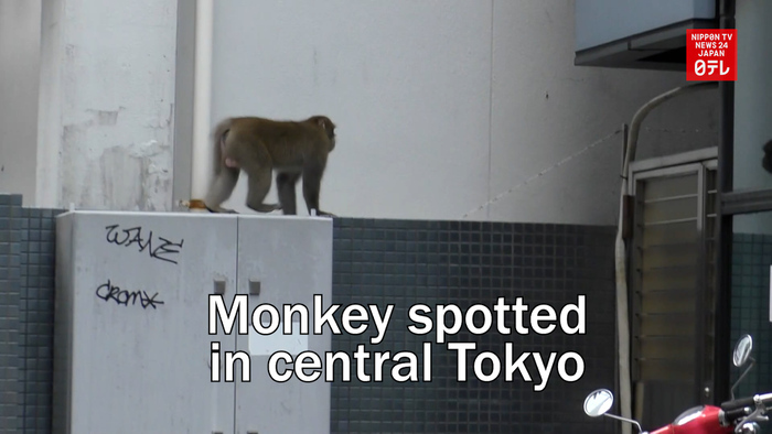 Monkey spotted in central Tokyo | Nippon TV NEWS 24 JAPAN