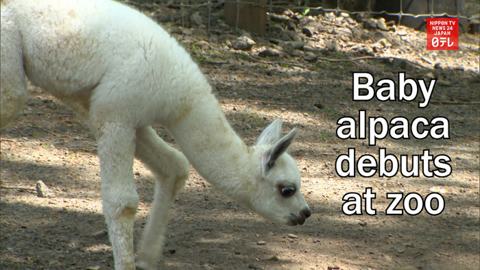 Baby alpaca debuts at zoo in northern Japan | Nippon TV NEWS 24 JAPAN