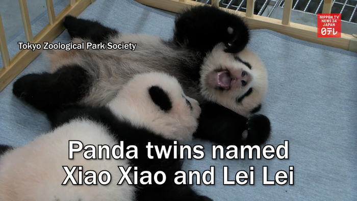 Panda twins named Xiao Xiao and Lei Lei | Nippon TV NEWS 24 JAPAN