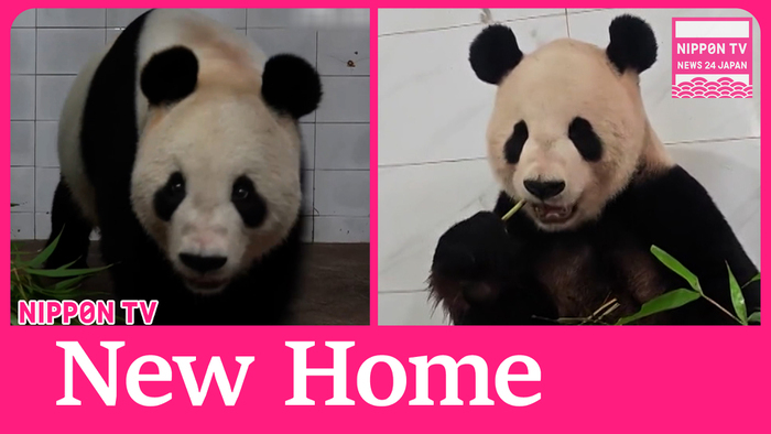 Pandas getting used to new home in China after return from Japan | Nippon TV NEWS 24 JAPAN