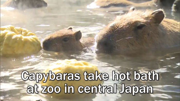 Capybaras take hot bath at zoo in central Japan | Nippon TV NEWS 24 JAPAN