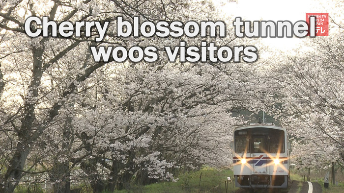 Cherry blossom tunnel woos visitors | Nippon TV NEWS 24 JAPAN