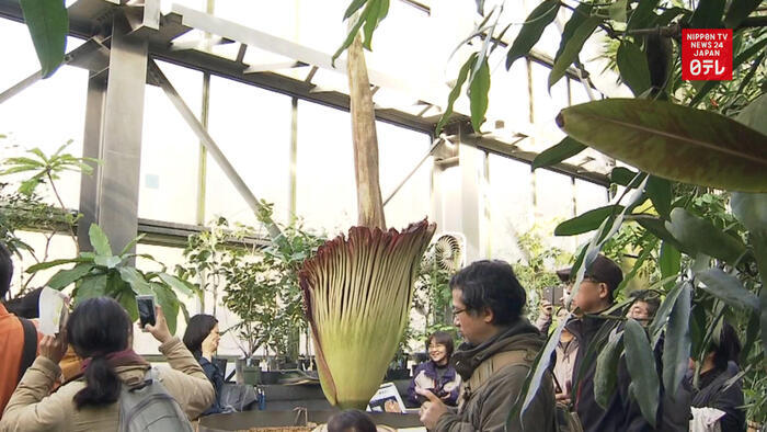 World's stinkiest flower blooms in Japan | Nippon TV NEWS 24 JAPAN