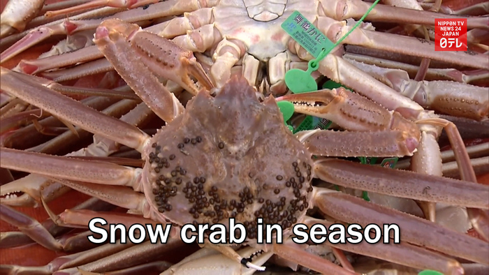 Snow crab in season in Japan | Nippon TV NEWS 24 JAPAN