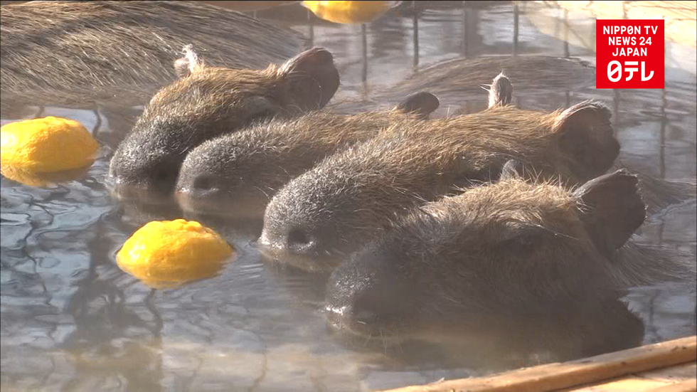 Capybaras mark solstice with yuzu bath | Nippon TV NEWS 24 JAPAN